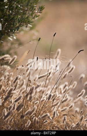 wild grass seed heads Stock Photo - Alamy