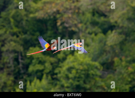 Scarlet Macaw (Ara macao), Belize Zoo, Mile 29, Western Highway, Belize ...