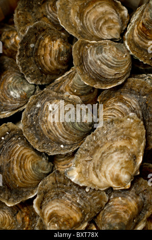 Piles of fresh raw shellfish as seafood sold at the market Stock Photo ...
