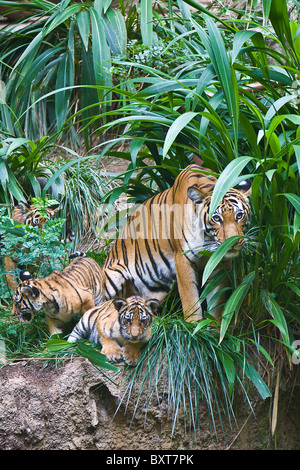 Female Malayan Tiger (Panthera tigris malayensis) at Lok Kawi Wildlife ...