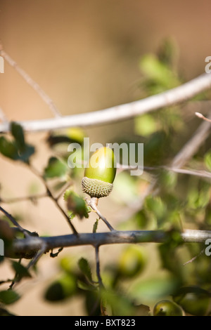 Cork Oak, Quercus suber. Acorn on tree Stock Photo - Alamy