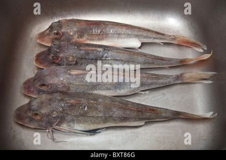 Four whole red gurnard fish Stock Photo - Alamy