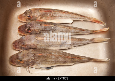 Four whole red gurnard fish Stock Photo - Alamy