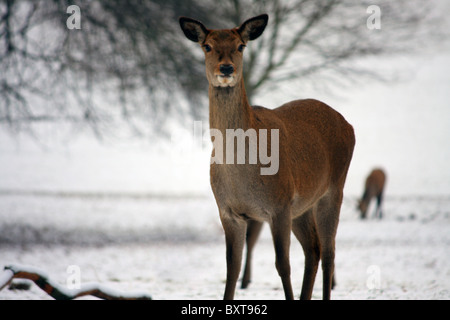 Brown female deer on a snowy hill in Park City Utah on a sunny winter ...