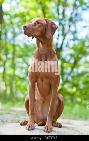 A selective focus shot of Hungarian vizsla in the field Stock Photo - Alamy