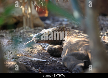 Kimodo dragon in London Zoo, the world's largest & heaviest lizard, in ...