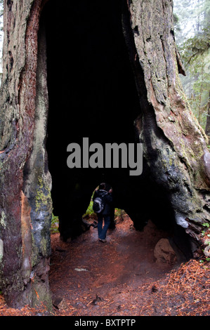 Trail in the Lady Bird Johnson Grove, Redwood National Park, California ...