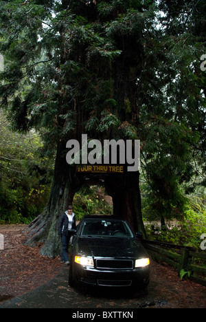 Giant Redwood. Car driving through the Chandelier Drive-thru Tree in ...