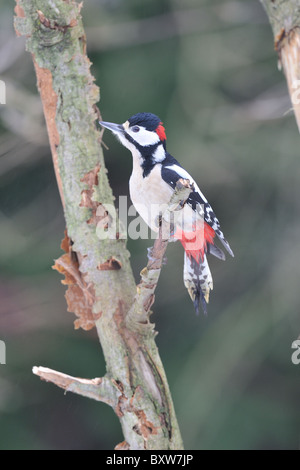 Dendrocopus major, (Picoides major Stock Photo - Alamy