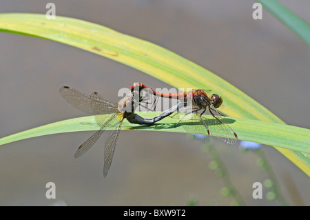 Common Darter dragonfly mating Stock Photo - Alamy
