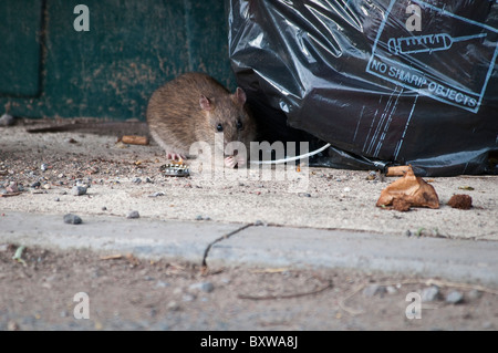 Rat eating waste food from refuse bag in UK street Stock Photo - Alamy
