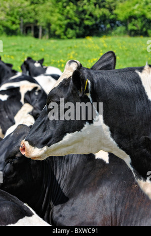 Standing cow, to the left Stock Photo - Alamy