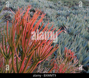 Plant of Fire Stick - Euphorbia tirucalli Stock Photo - Alamy