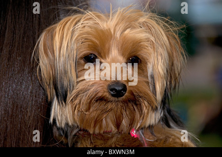 A close-up of the face of a yorkshire terrier Stock Photo - Alamy