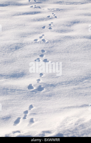 Bird tracks through snow Stock Photo - Alamy