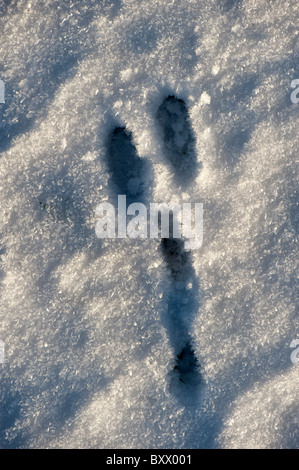 Rabbit footprint in the snow Stock Photo - Alamy