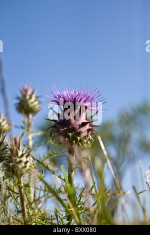 Purple Southern globe thistle flowers in a garden Stock Photo - Alamy
