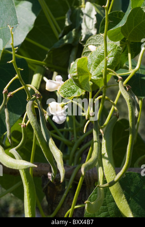 White flowers of climbing beans on the young green stems, the concept ...