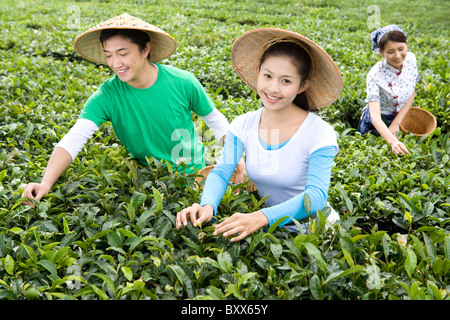 Three Young People Picking Tea Stock Photo - Alamy