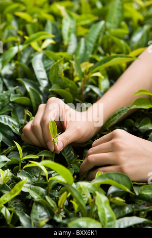 Hand picking up green tea leaves at a tea plantation. Fresh tea leaves ...