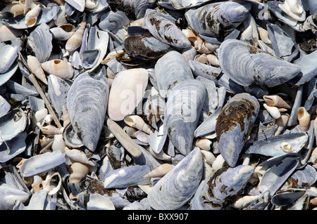 Sea shells on beach at South African fishing village of Paternoster ...