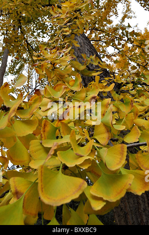 Ginko tree in the fall Stock Photo - Alamy