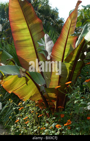 Ensete ventricosum 'Maurelii' Banana plant in storage in a warm ...
