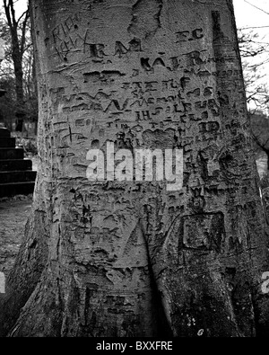 names carved into tree trunk Stock Photo - Alamy