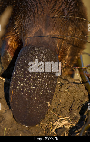 A close up image of a beavers tail Stock Photo - Alamy