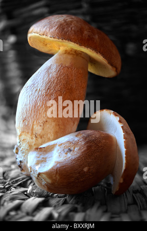Whole fresh wild ceps mushrooms Stock Photo - Alamy