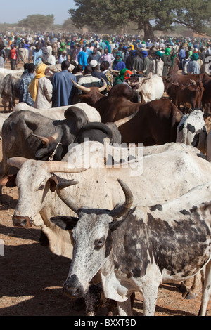 Fulani cattle herders in Cameroon, Africa Stock Photo: 97189140 - Alamy