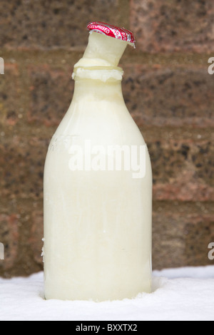 A frozen bottle of milk in snow, in which the cream has expanded and ...