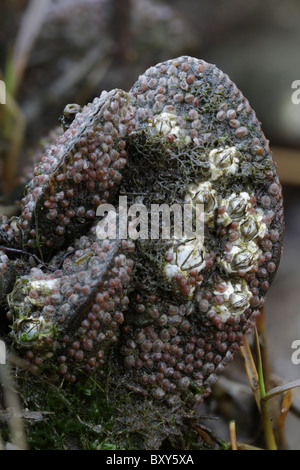 Atlantic Ribbed Mussel (Geukensia demissa) Mollusca Stock Photo - Alamy