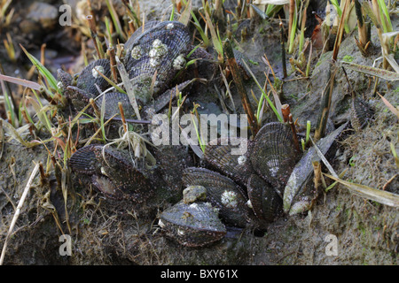 bivalves, mussels (Bivalvia), mussel in Danube delta, Romania, Danube ...