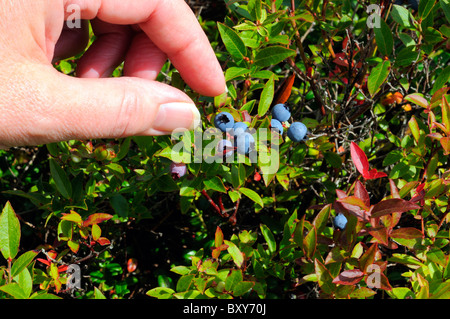 picking wild blueberries Stock Photo - Alamy