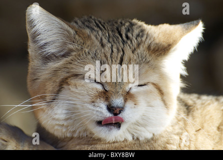 Male Arabian sand cat (headshot Stock Photo - Alamy