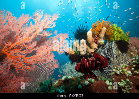 Colorful coral reef Bali Indian Ocean Indonesia Stock Photo - Alamy