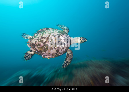 Hawksbill Turtle, Eretmochelys imbricata, Candidasa, Bali, Indonesia ...