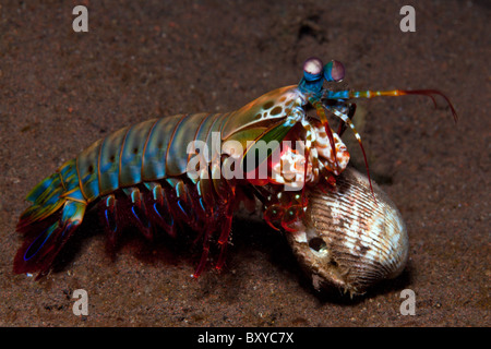 Mantis Shrimp cracking captured Clam, Odontodactylus scyllarus, Seraya ...