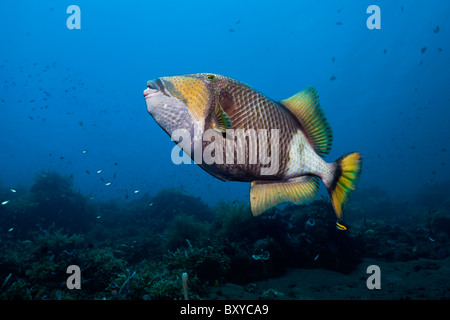 Giant Triggerfish, Balistoides viridescens, Alam Batu, Bali, Indonesia ...