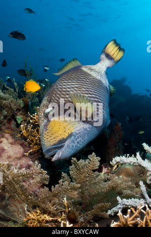Giant Triggerfish, Balistoides viridescens, Alam Batu, Bali, Indonesia ...
