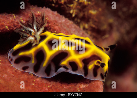 Black-yellow Nudibranch, Hypselodoris sp., Indian Ocean, Mozambique ...