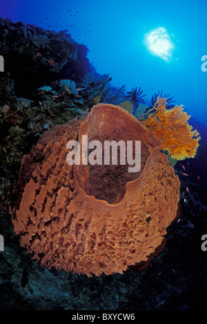 Sponge on a reef. Red sponge (phylum Porifera) branching amongst corals ...