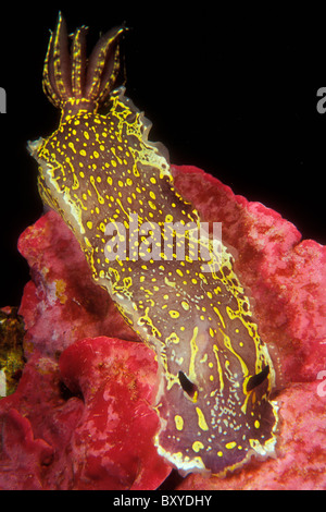 Mediterranean Dorid Slug, Hypselodoris elegans, Tamariu, Costa Brava ...