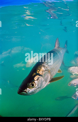 Atlantic Tarpon (Megalops atlanticus Stock Photo - Alamy