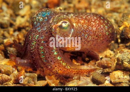 Sepiola Cuttlefish, Sepietta oweniana, Korcula, Dalmatia, Adriatic Sea ...