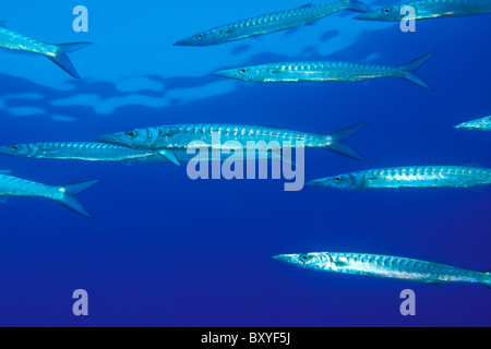 Striped / Mediterranean barracuda (Sphyraena sphyraena) shoal over ...