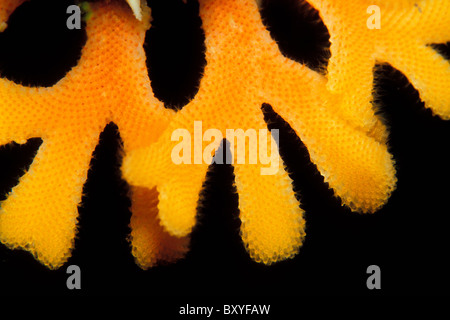 Close up of colony of Bryozoa (Moss Animals, Sea Mats, Ectoprocts ...