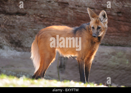 Side view of a Maned Wolf standing, looking at the camera, Chrysocyon ...