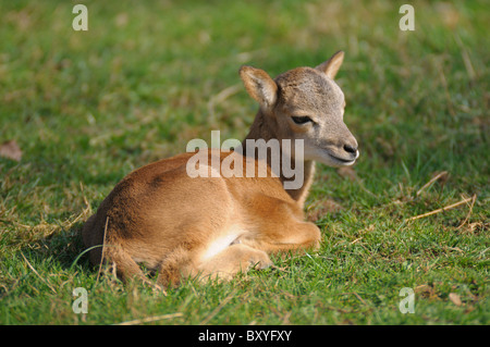 Young mouflon baby Ovis orientalis musimon lamb Germany Stock Photo - Alamy